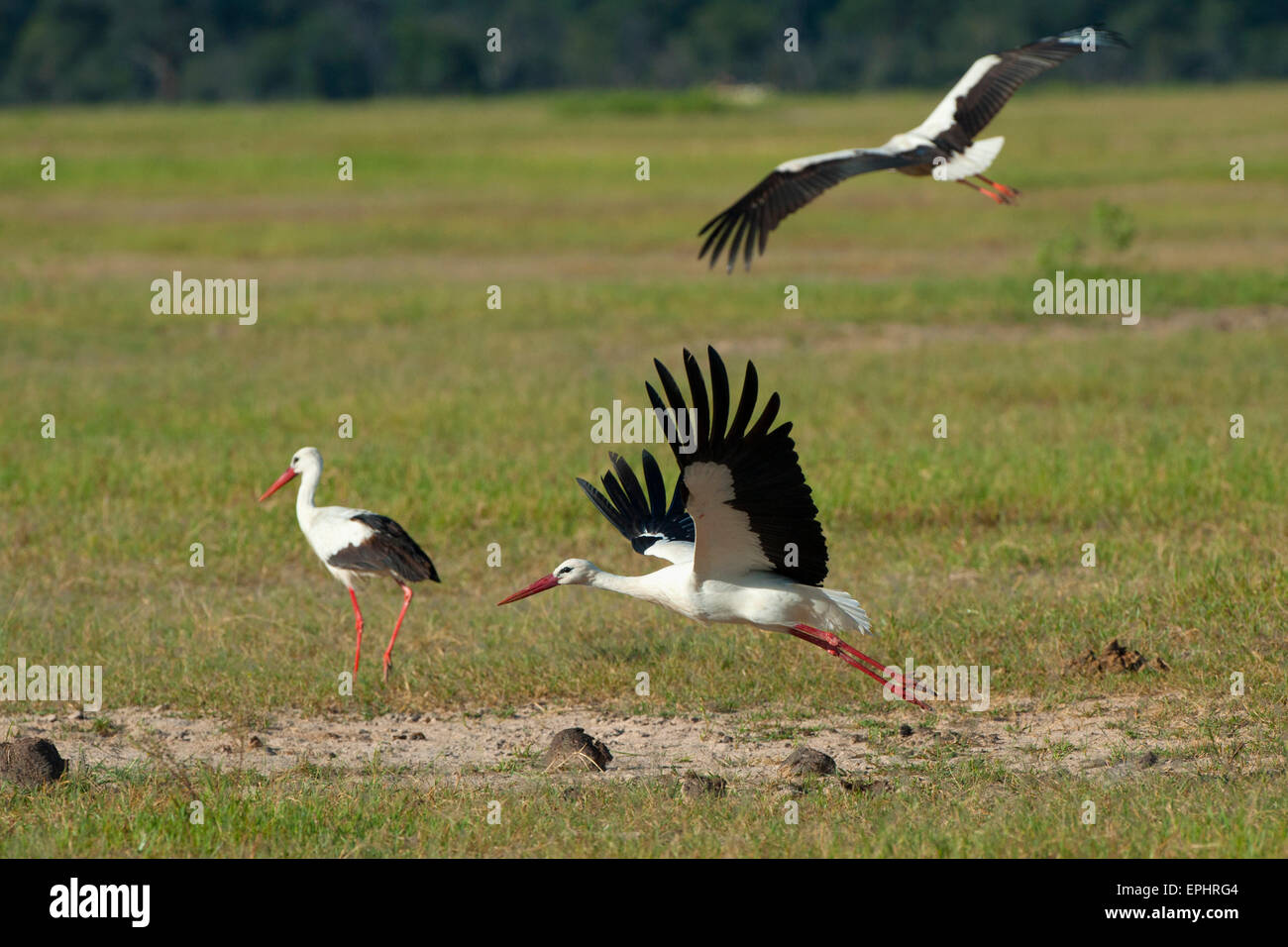 Beahviour hi-res stock photography and images - Alamy