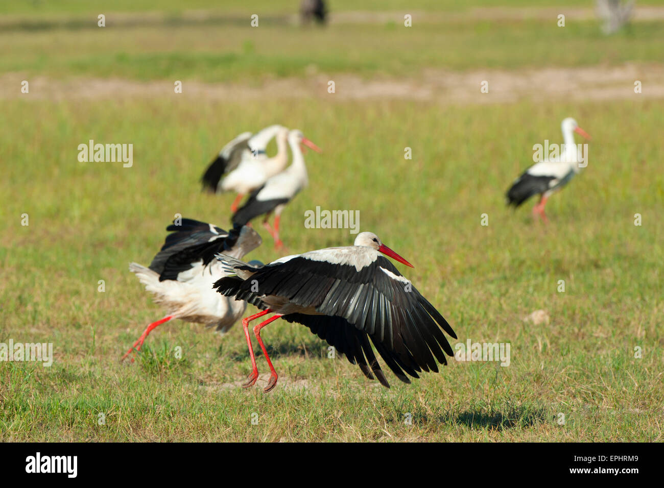 Beahviour hi-res stock photography and images - Alamy