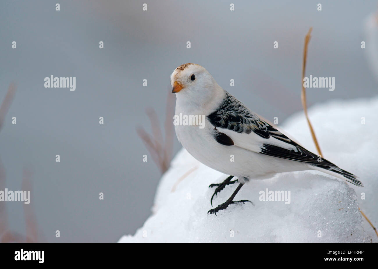 Winter male snow bunting hi-res stock photography and images - Alamy