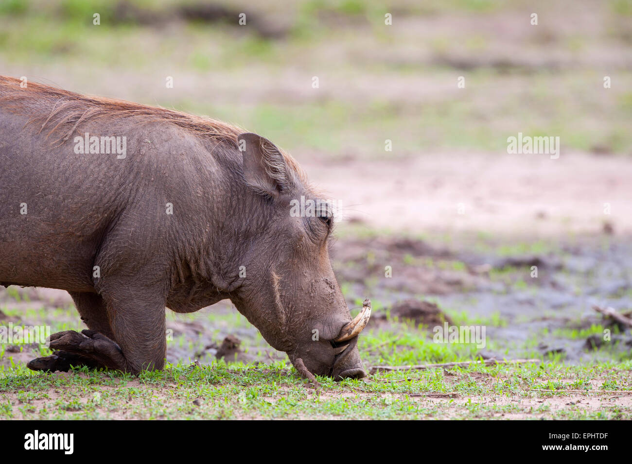Southern african insects hi-res stock photography and images - Alamy