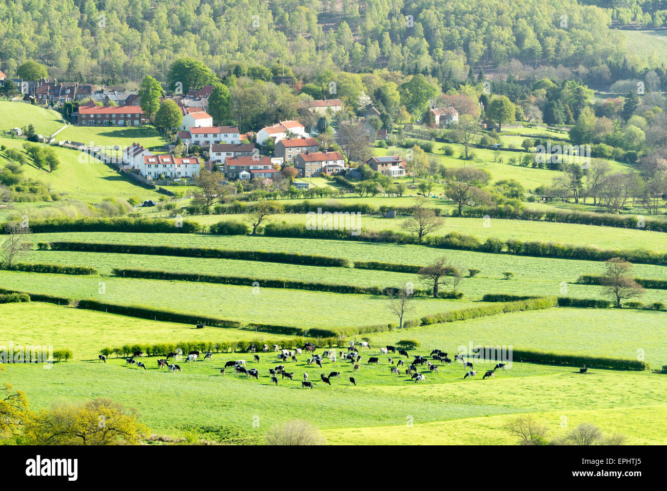 Cattle Grazing in Danby Dale south from Castleton in May 2015 Stock ...