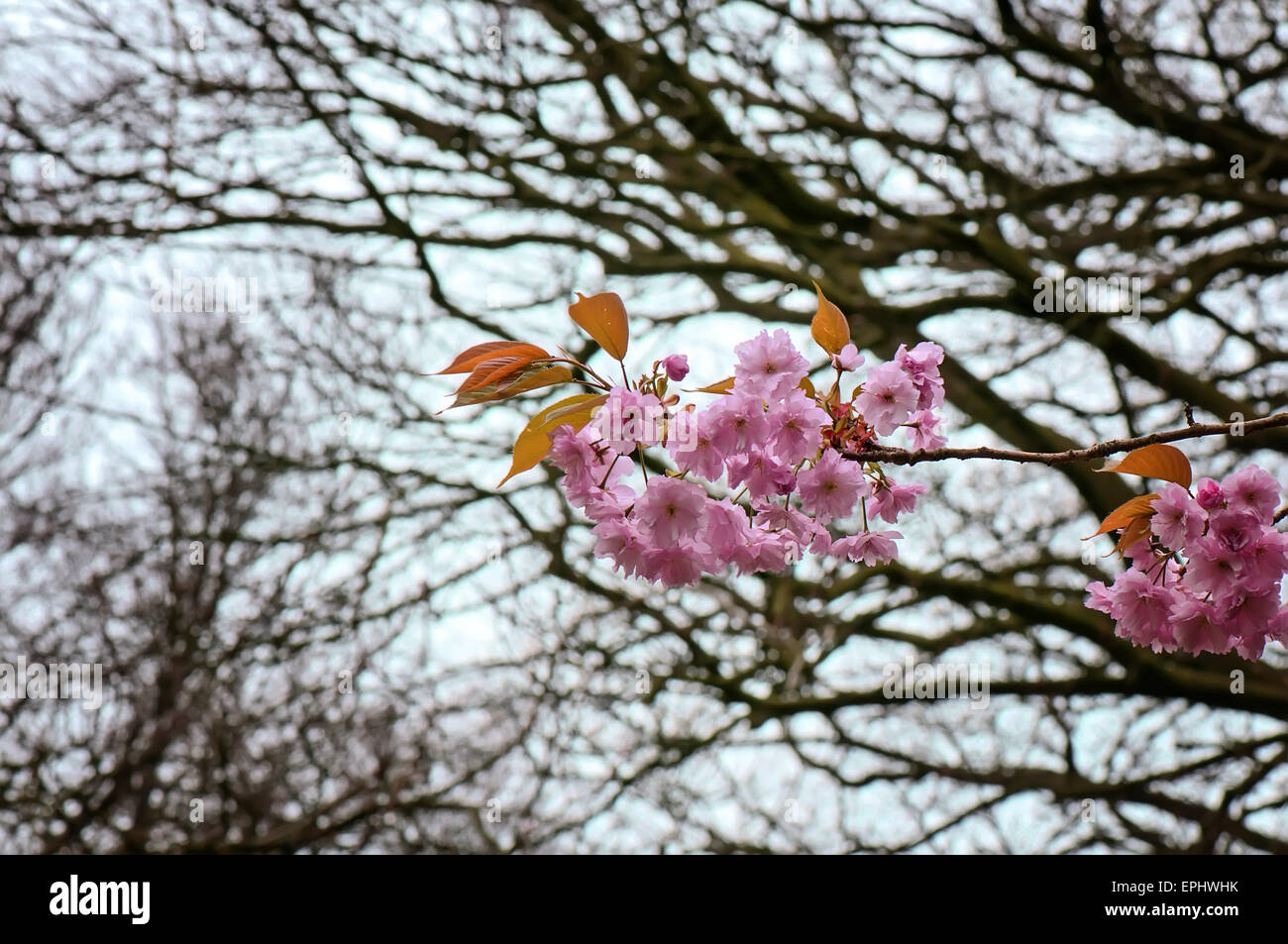 First flowers hi-res stock photography and images - Alamy
