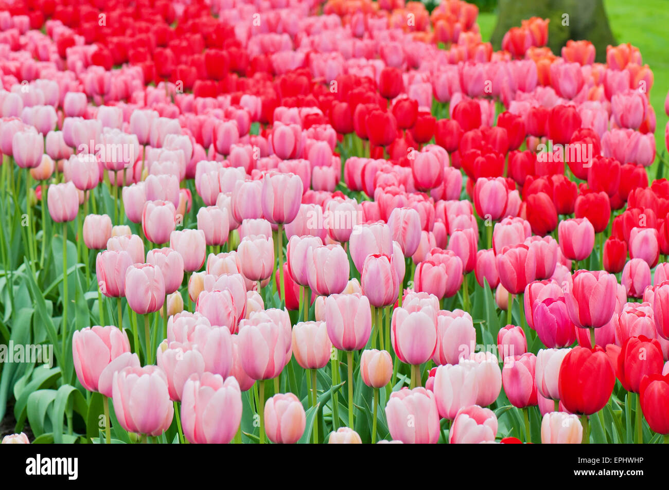 Keukenhof tulips mixed colors hi-res stock photography and images - Alamy