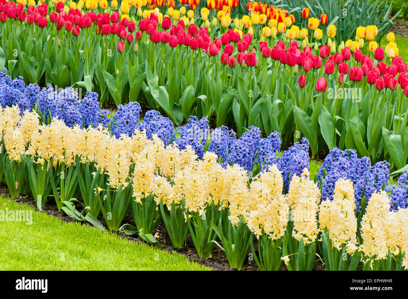 Vibrant spring growth hi-res stock photography and images - Alamy