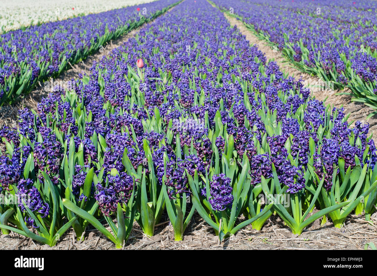 Field of blue hyacinth Stock Photo - Alamy