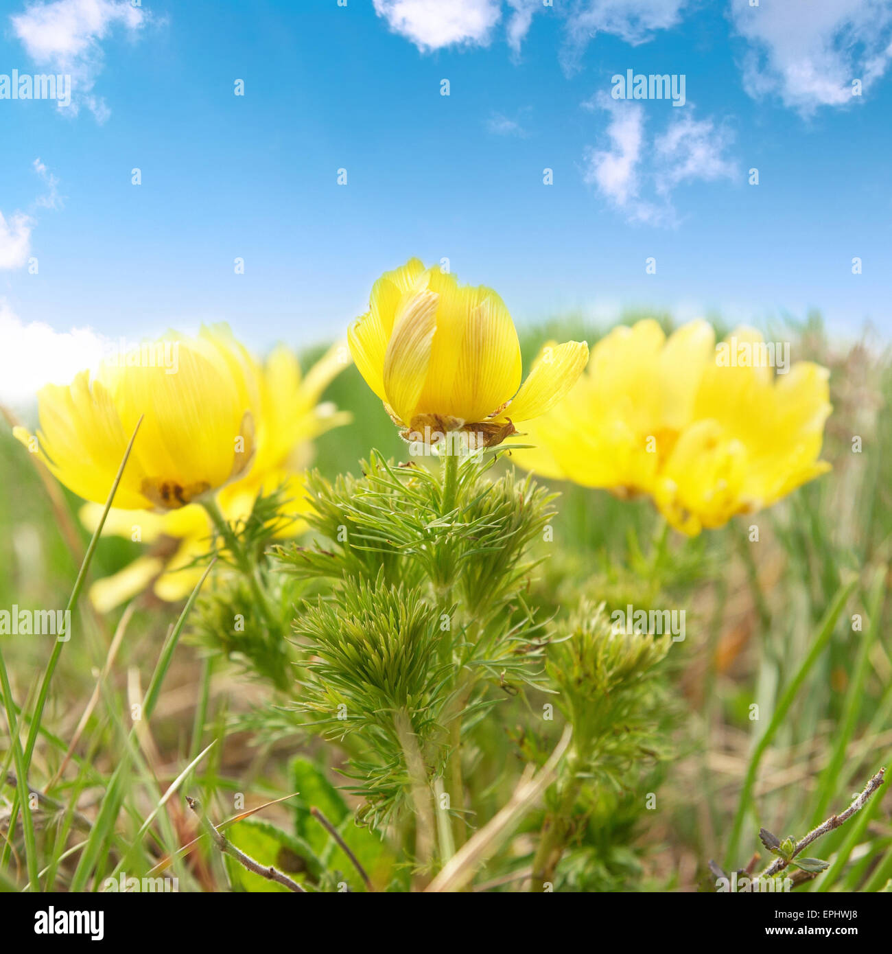 Adonis flowers hi-res stock photography and images - Alamy