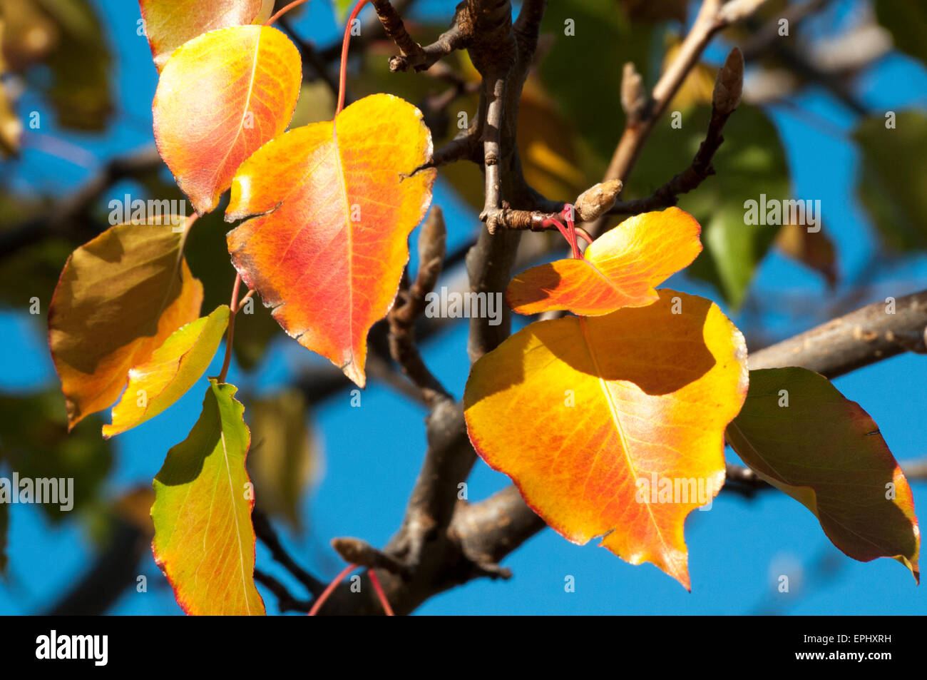 Pear tree in autumn colors hi-res stock photography and images - Alamy