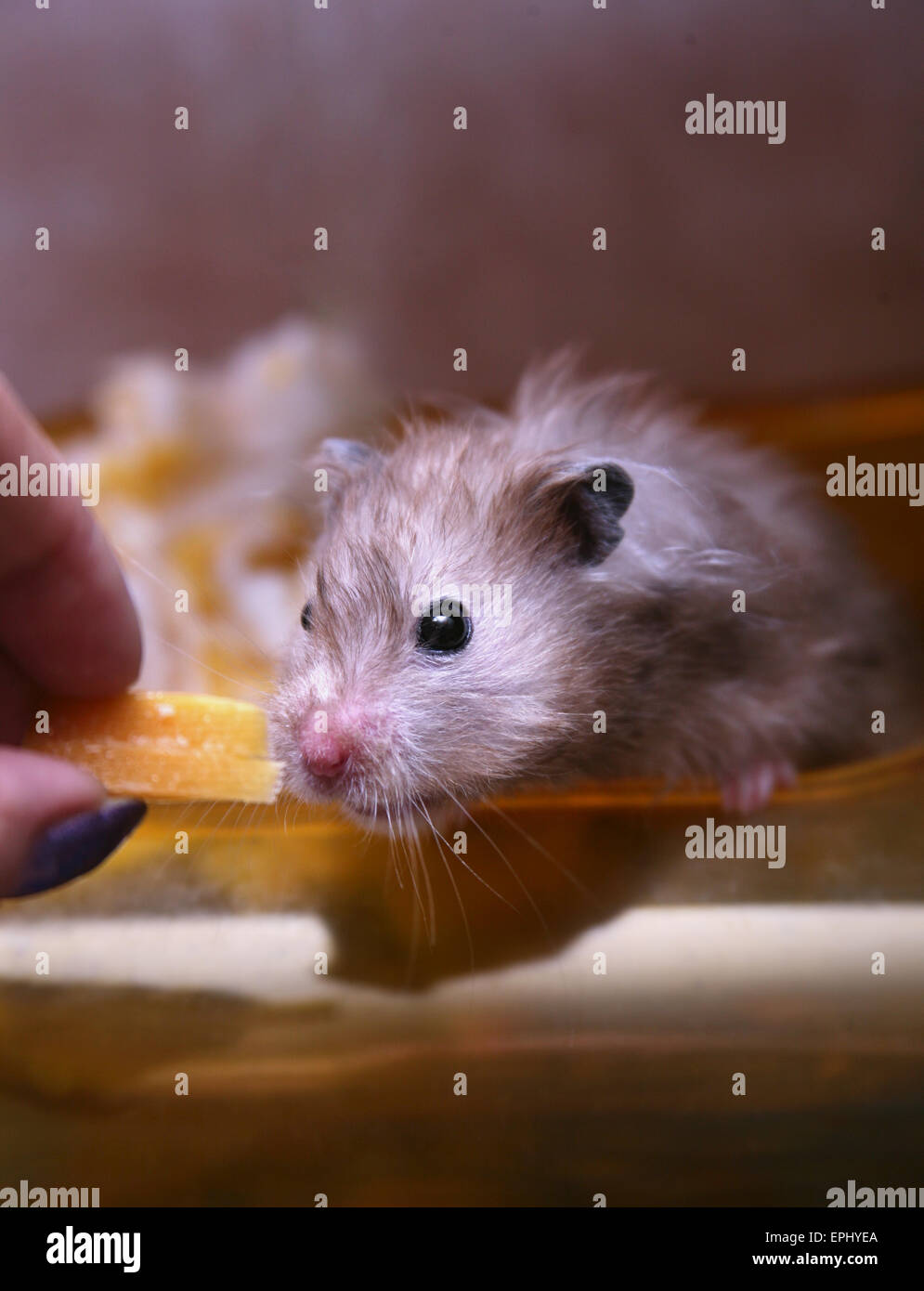 Hamster cheeks hi-res stock photography and images - Alamy
