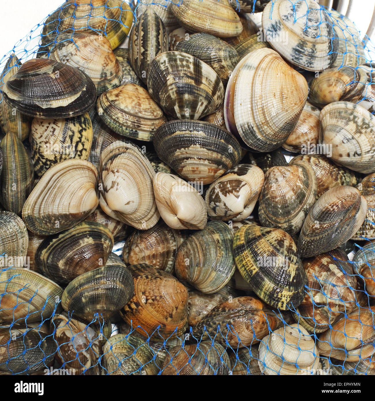 Bunch of clams hi-res stock photography and images - Alamy
