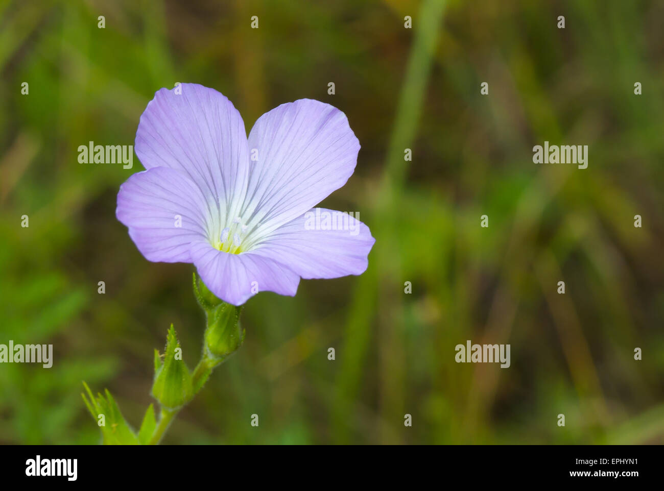Little bell plant hi-res stock photography and images - Alamy