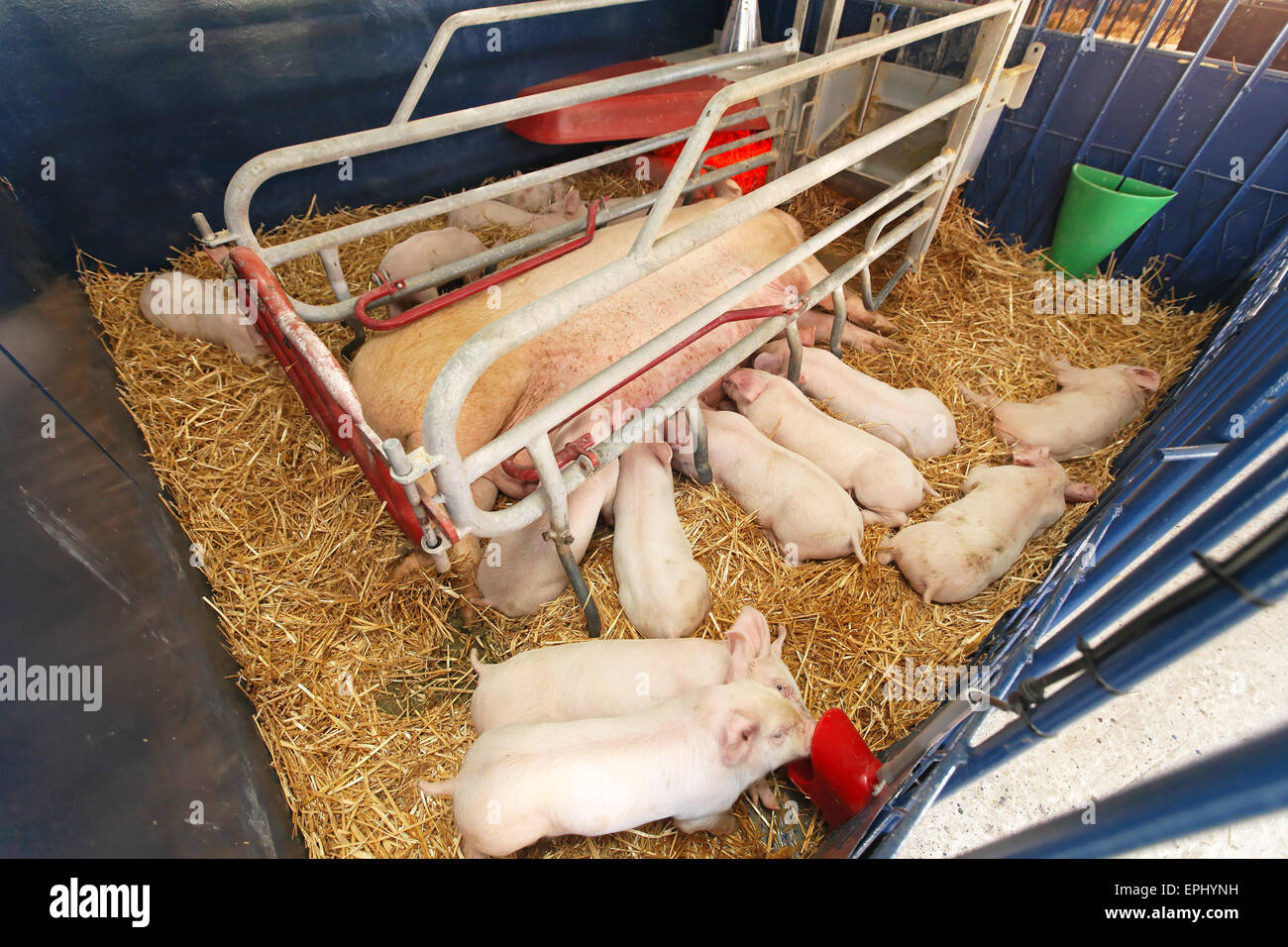 Sow with piglets Stock Photo - Alamy
