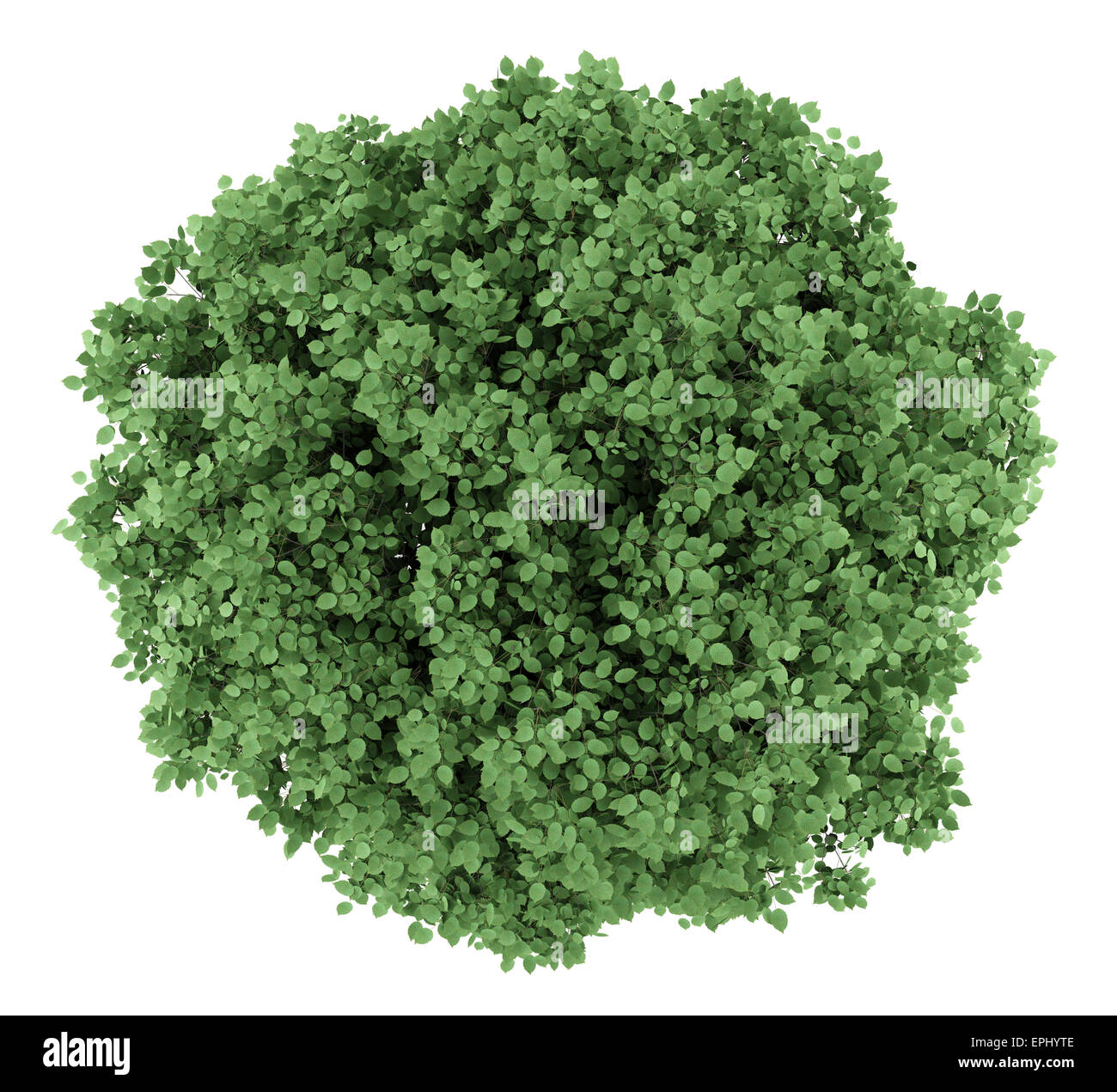 top view of common hornbeam tree isolated on white Stock Photo - Alamy