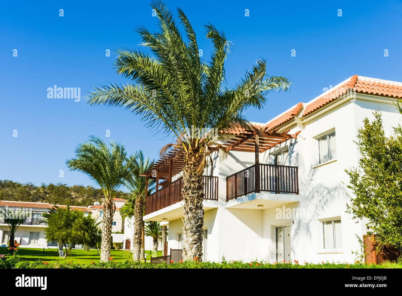 building green palm plant Stock Photo - Alamy