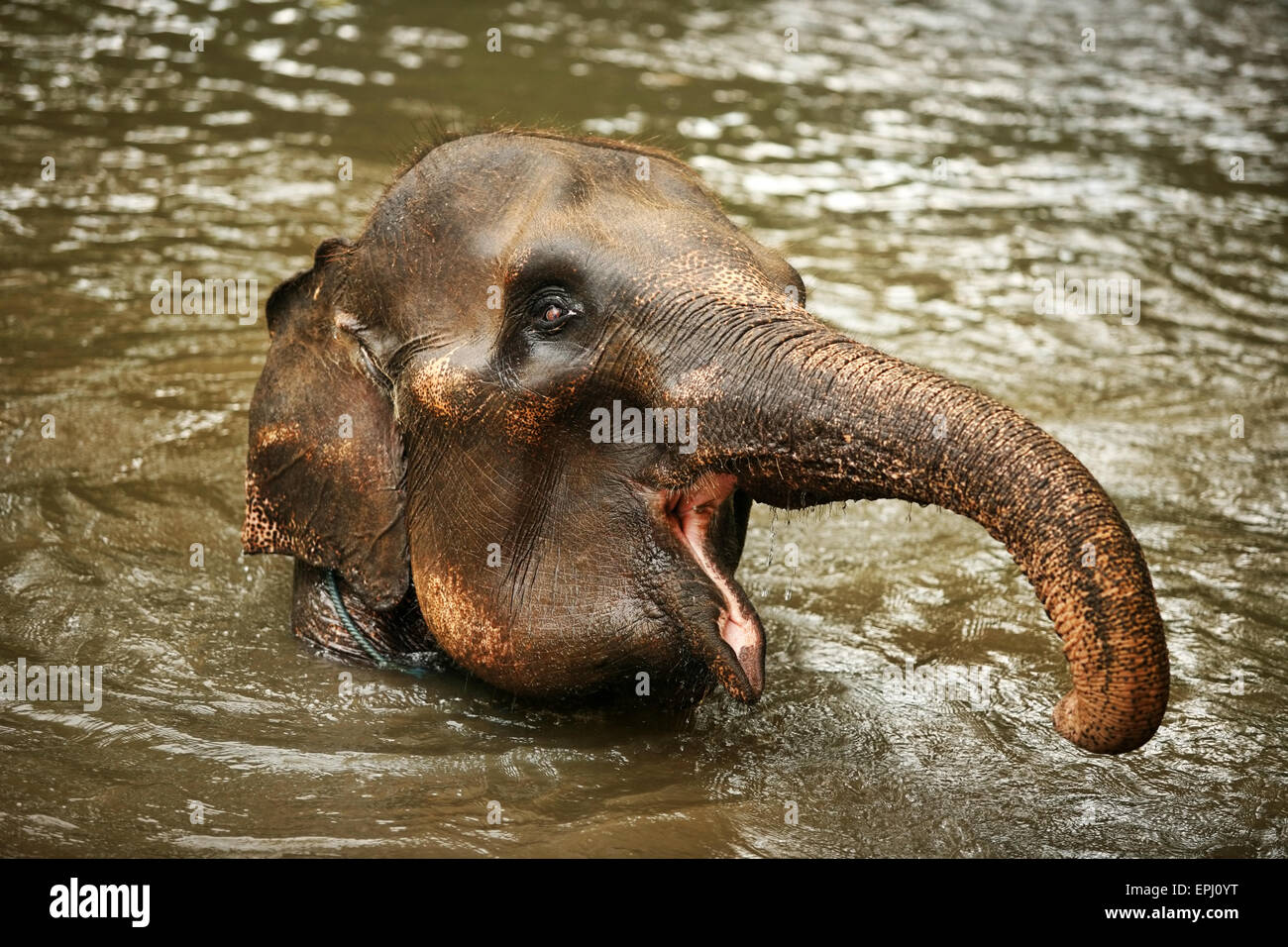 The elephant in water Stock Photo - Alamy