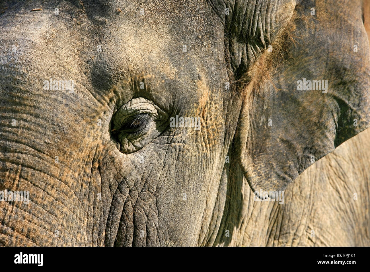 Zoo elephant side head hi-res stock photography and images - Alamy