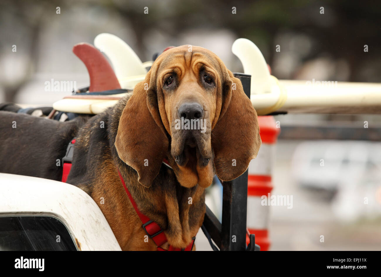 Big dog car hi-res stock photography and images - Alamy