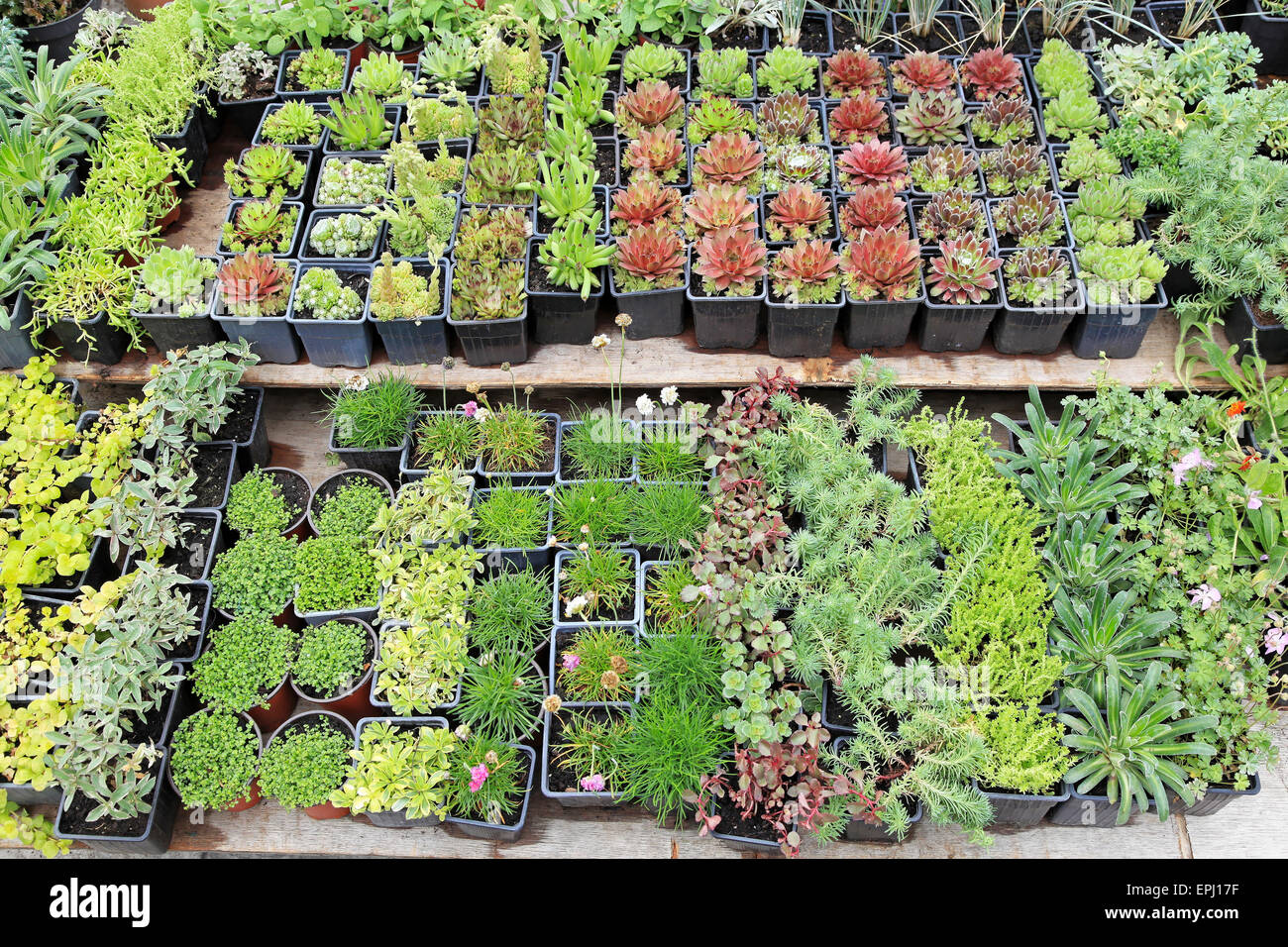 Nursery plants hi-res stock photography and images - Alamy