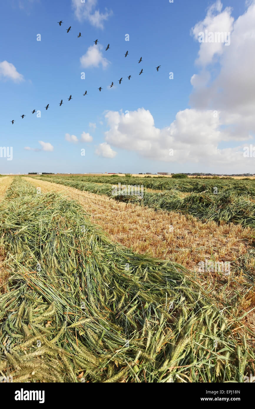 Triangular bird flock Stock Photo - Alamy