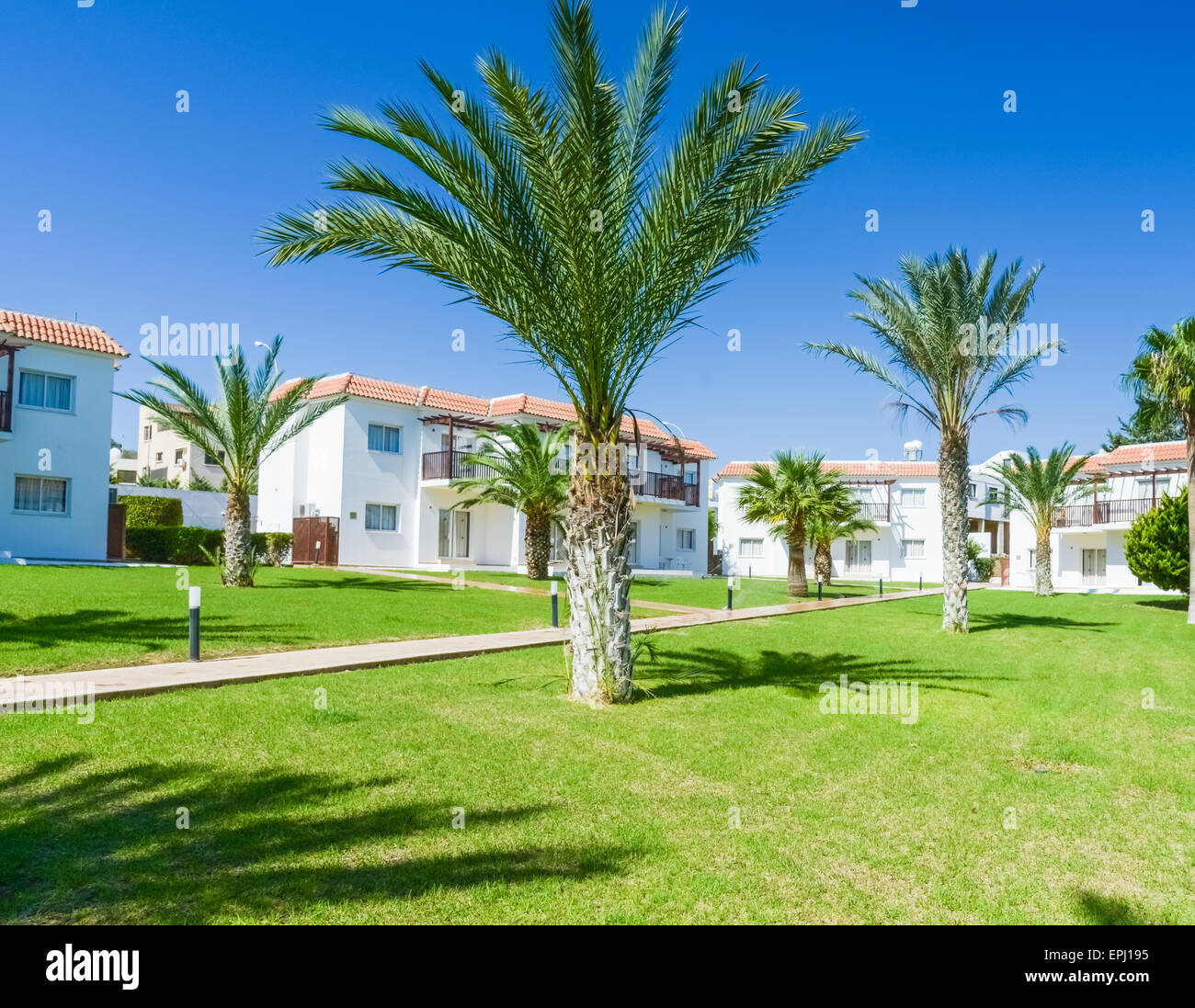 building green palm plant Stock Photo - Alamy