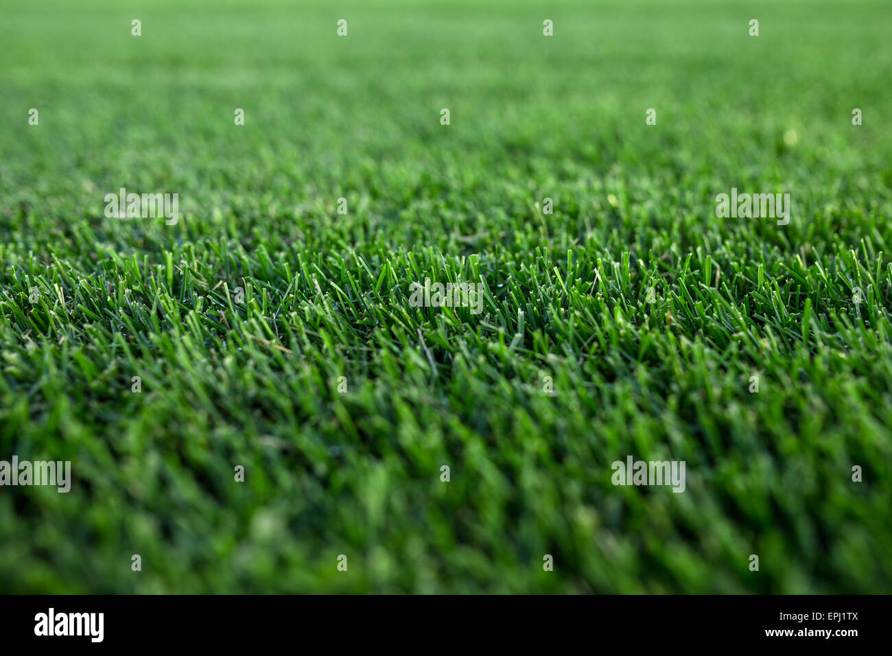closeup lawn background Stock Photo - Alamy