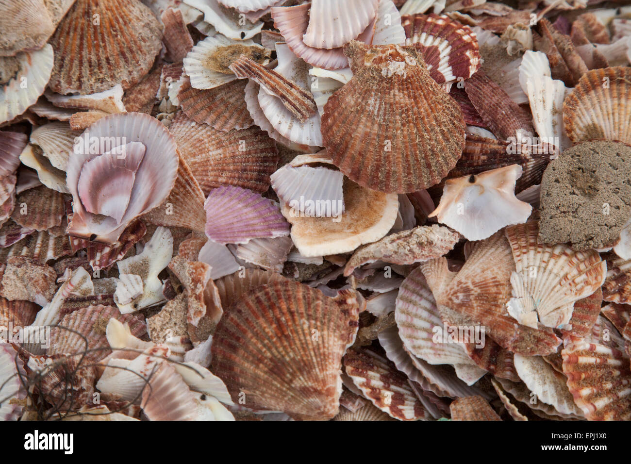 Sea shell pattern hi-res stock photography and images - Alamy