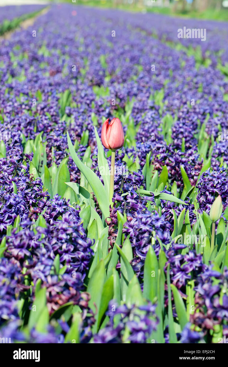 Field of blue hyacinth with red tulip Stock Photo - Alamy