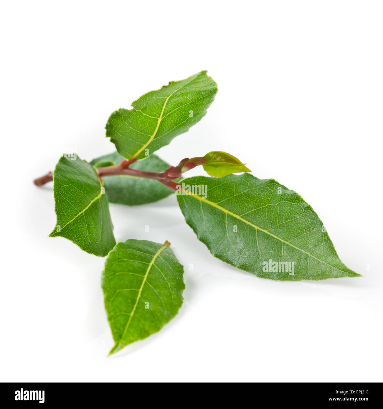 Echter lorbeer hi-res stock photography and images - Alamy