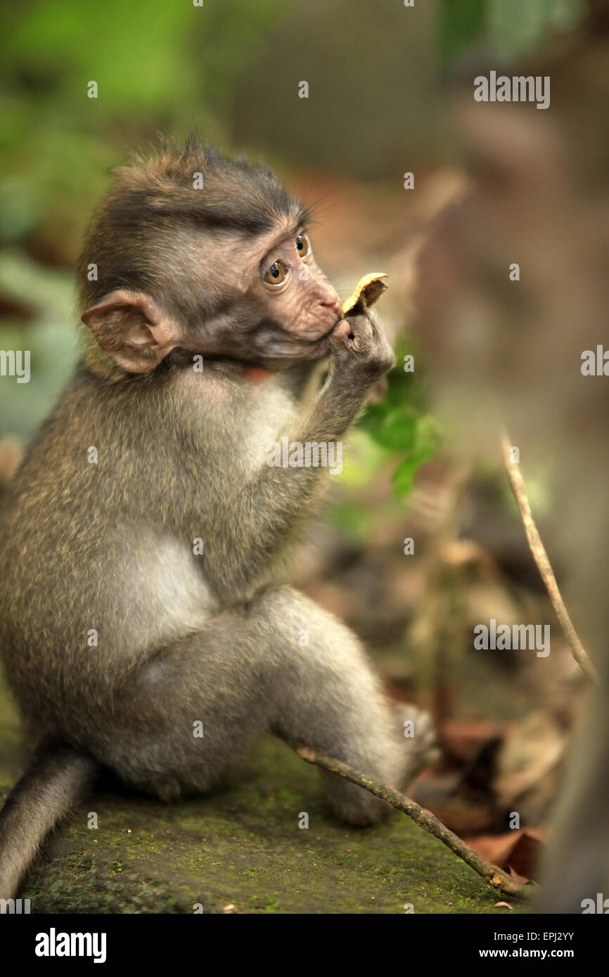 Child of monkeys Stock Photo - Alamy