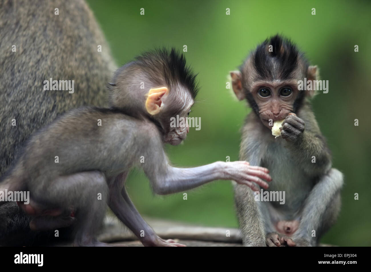 Childs of monkeys Stock Photo - Alamy