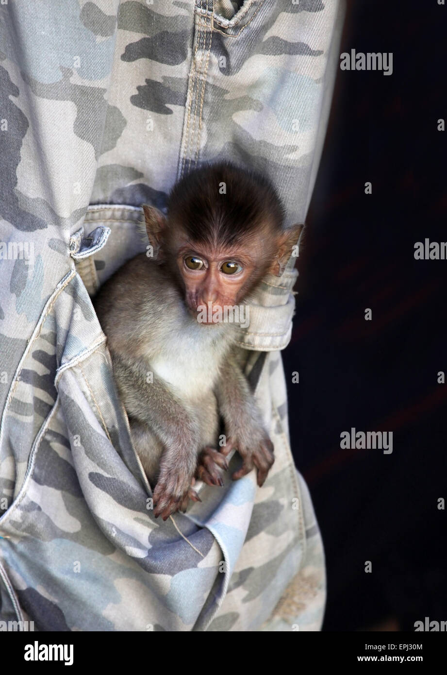 Small monkey hi-res stock photography and images - Alamy