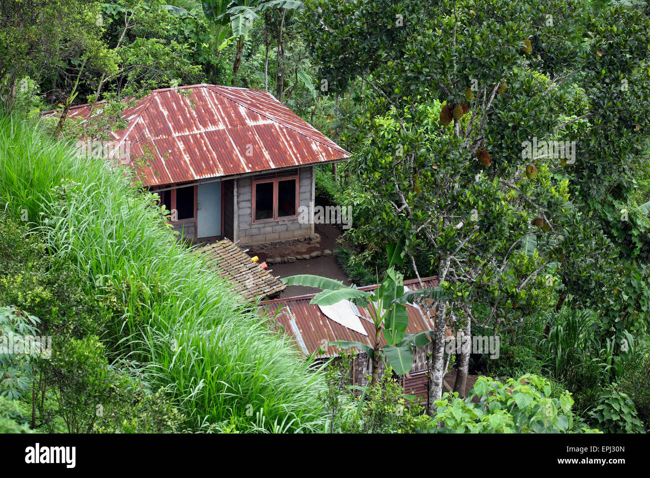Jungle house hi-res stock photography and images - Alamy