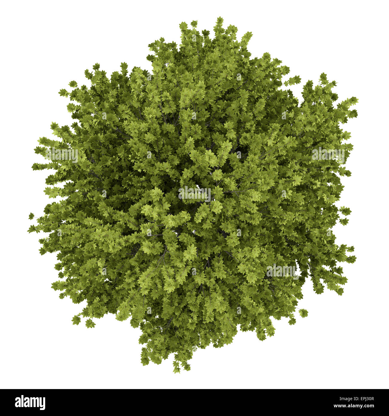 top view of norway maple tree isolated on white Stock Photo - Alamy