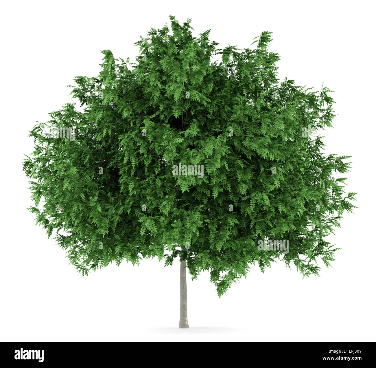 rowan tree isolated on white background Stock Photo - Alamy