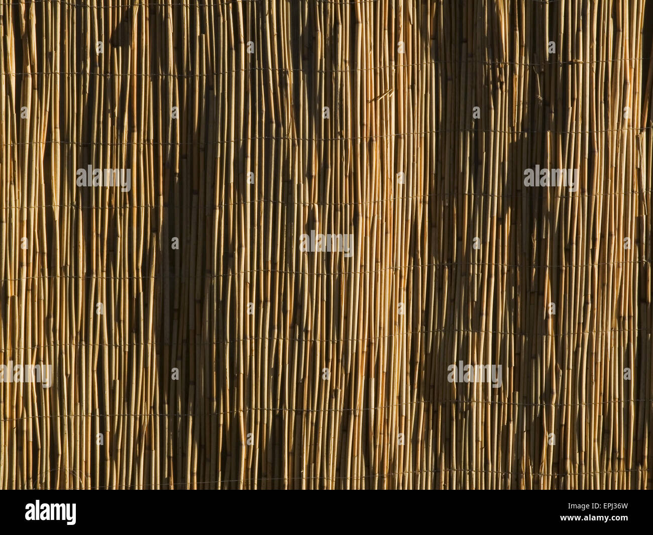 reed background horizontal Stock Photo - Alamy