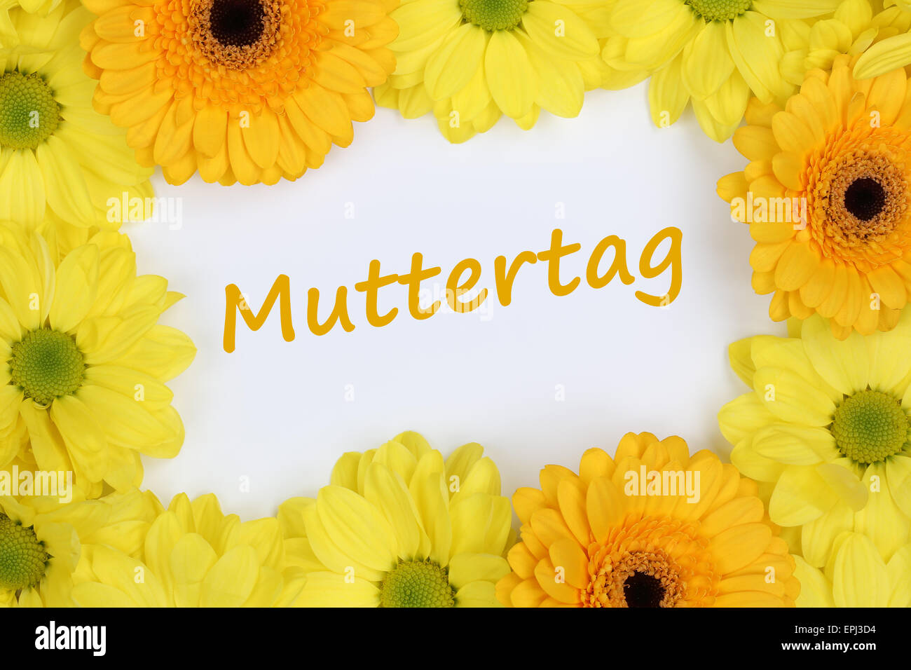 Blumen Chrysanthemen zum Muttertag Stock Photo - Alamy
