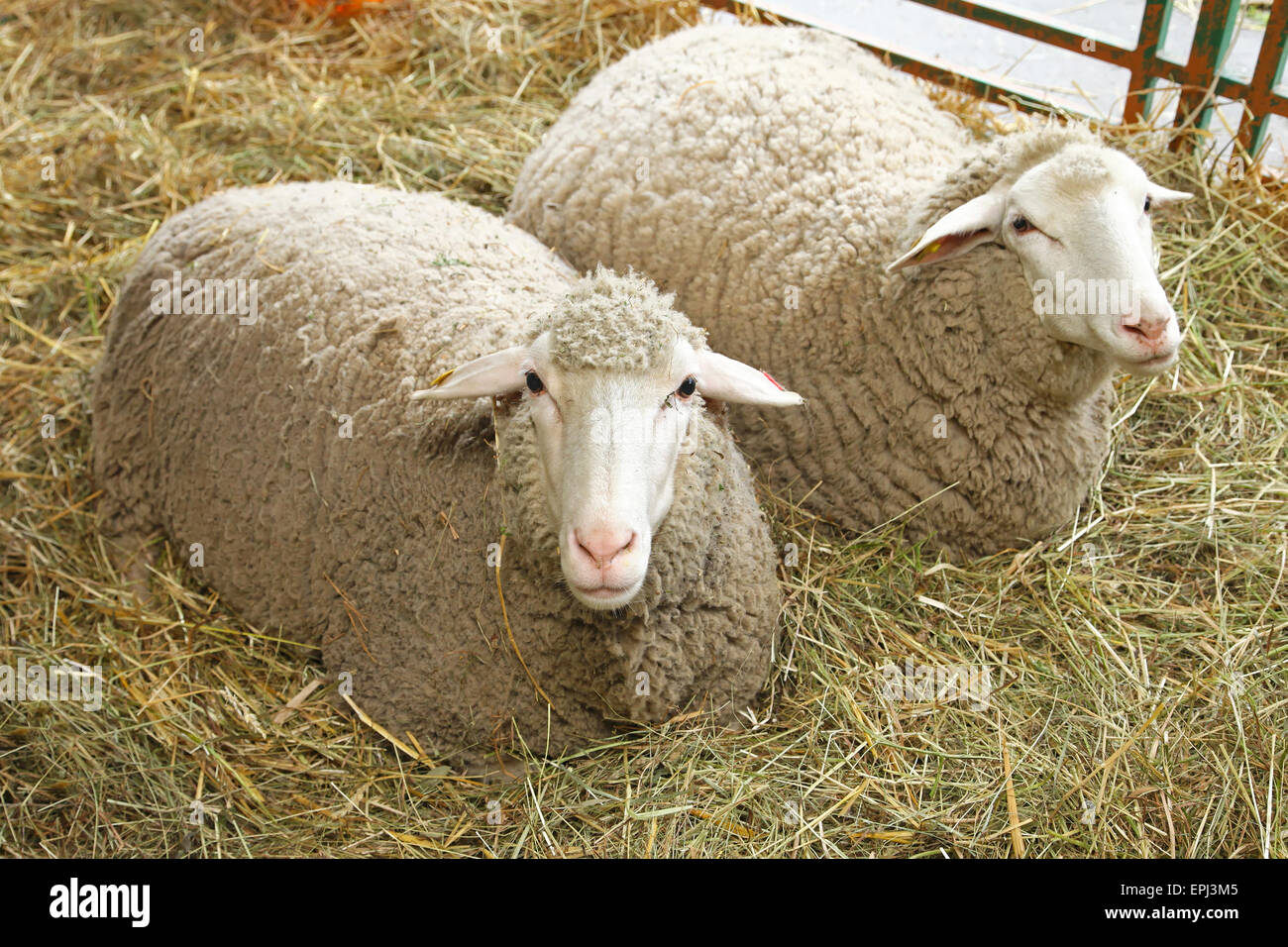 Sheep cote hi-res stock photography and images - Alamy