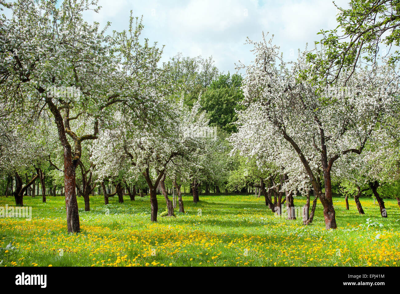 apple orchard, flowering Stock Photo - Alamy