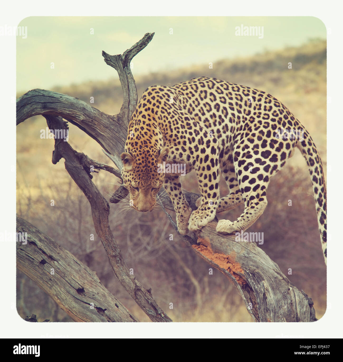 Lion and leopard hunt hi-res stock photography and images - Alamy