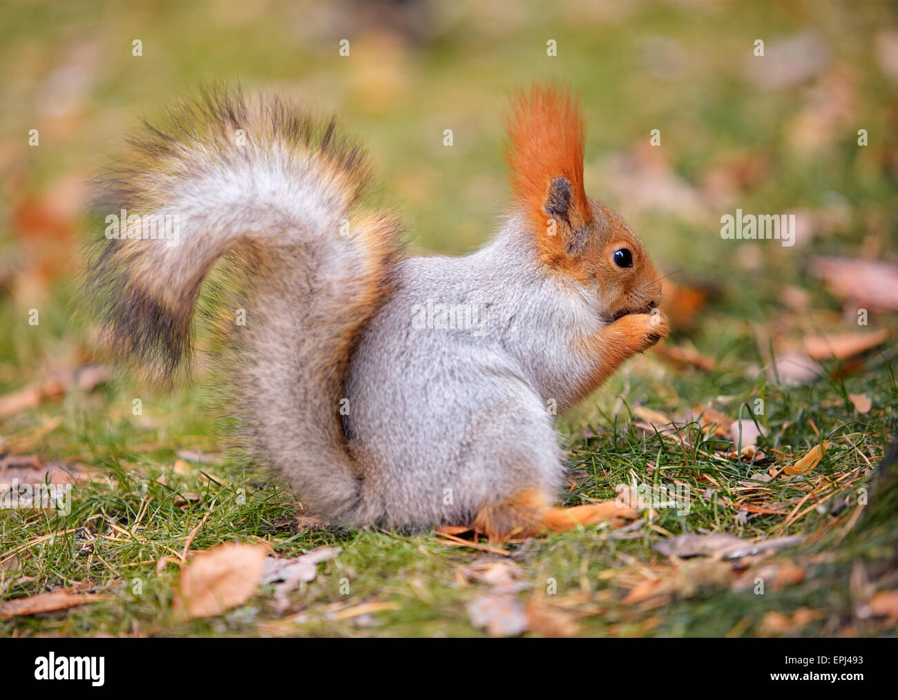Ginger squirrel hi-res stock photography and images - Alamy