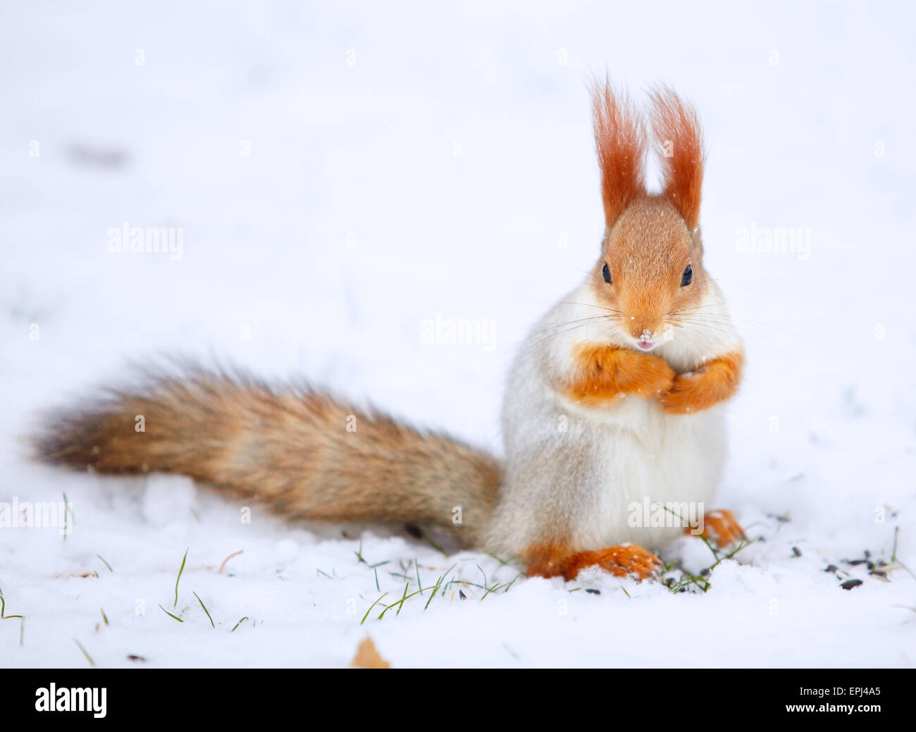 Close up shot squirrel nuts hi-res stock photography and images - Alamy