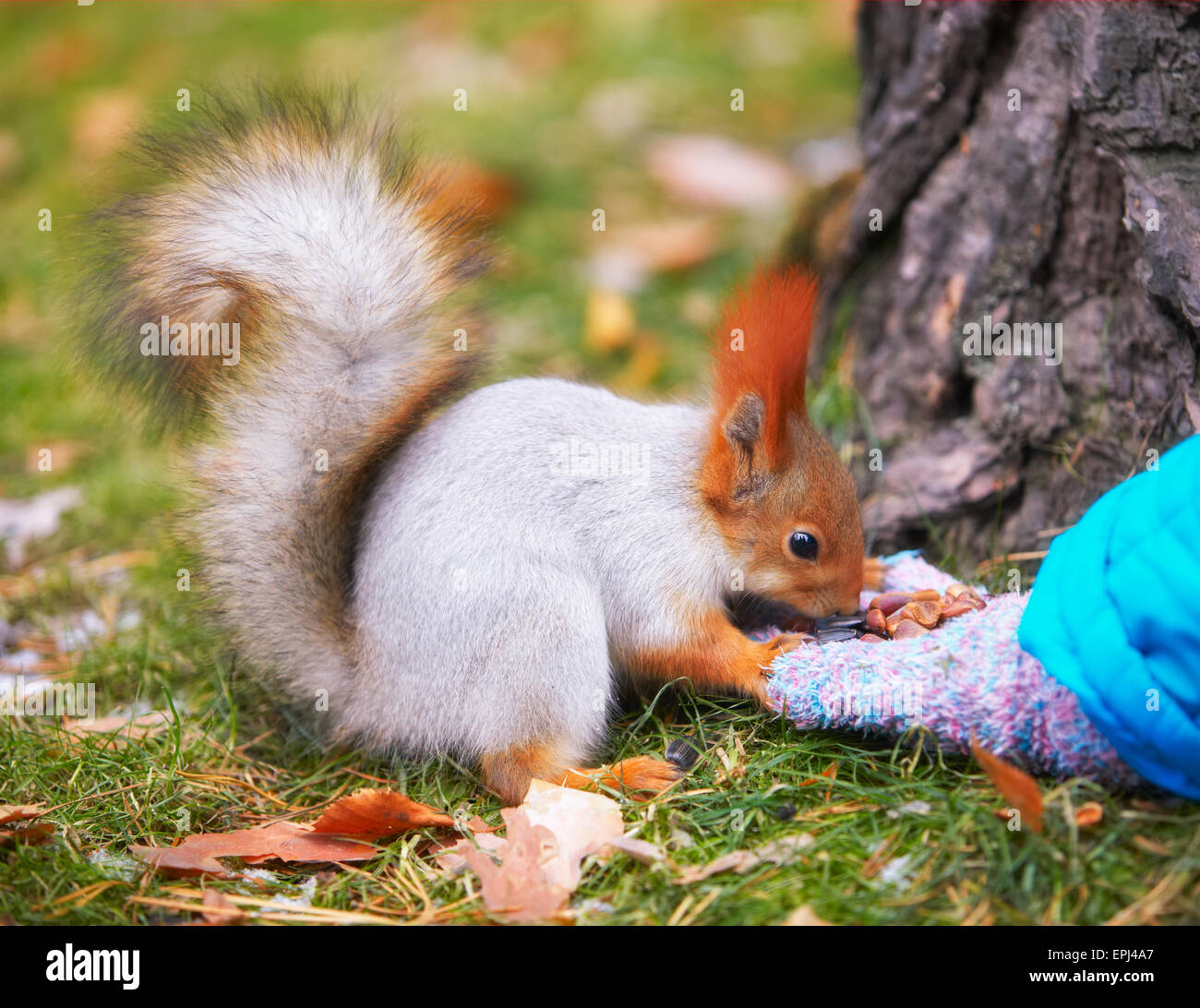 Close up shot squirrel nuts hi-res stock photography and images - Alamy