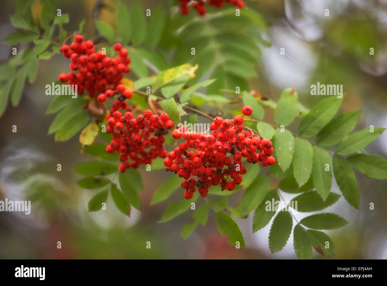 Ashberry - Sorbus aucuparia Stock Photo - Alamy