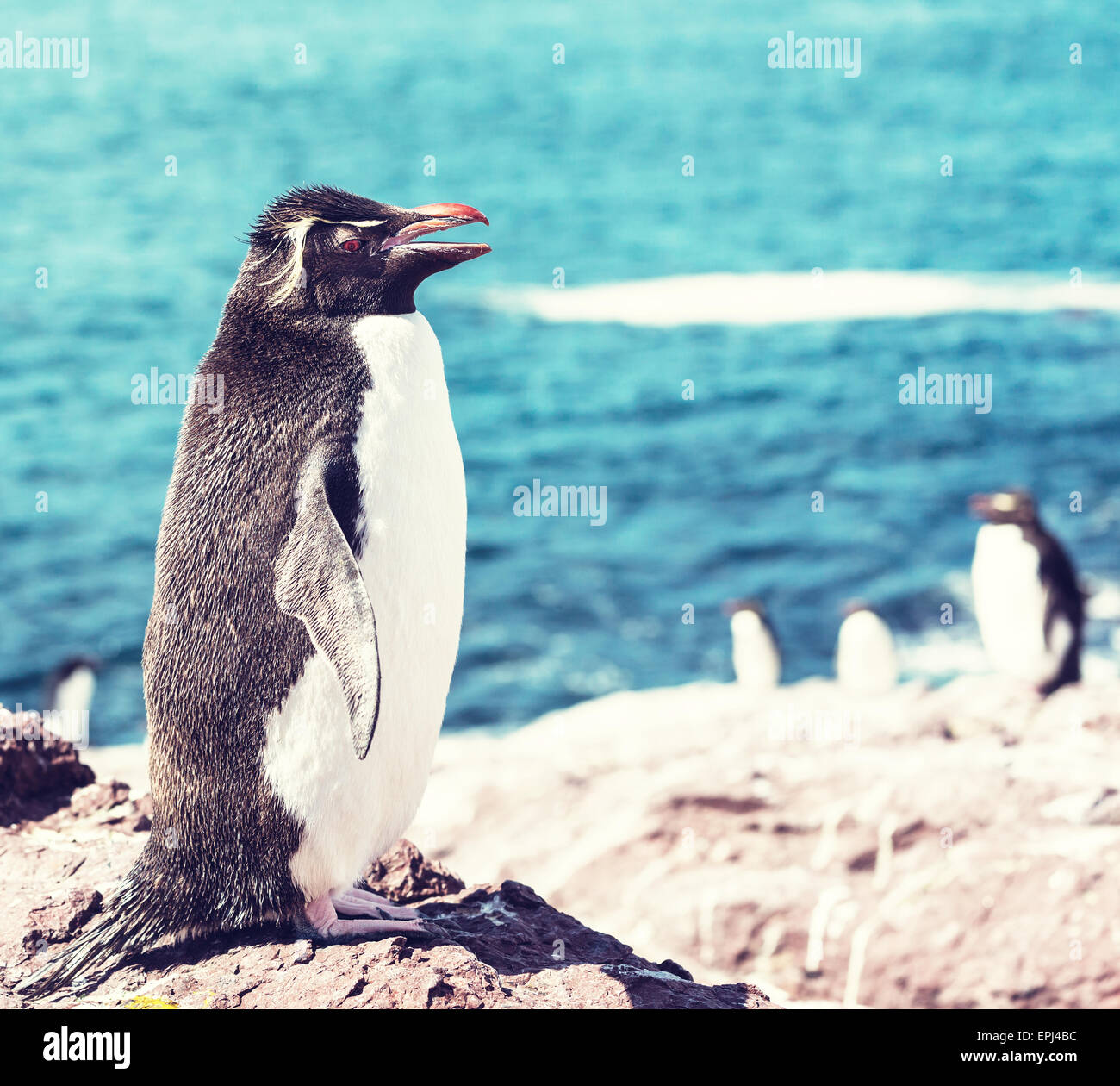 Rockhopper peng hi-res stock photography and images - Alamy