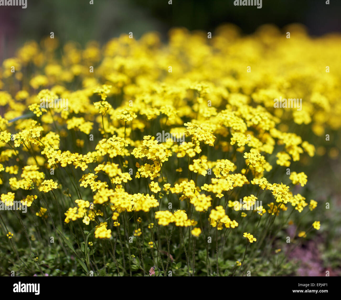 Blossoming alyssum hi-res stock photography and images - Alamy