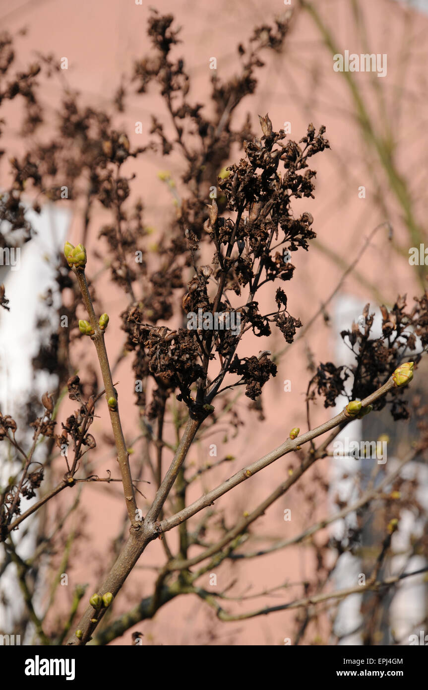 Lilac seed hi-res stock photography and images - Alamy