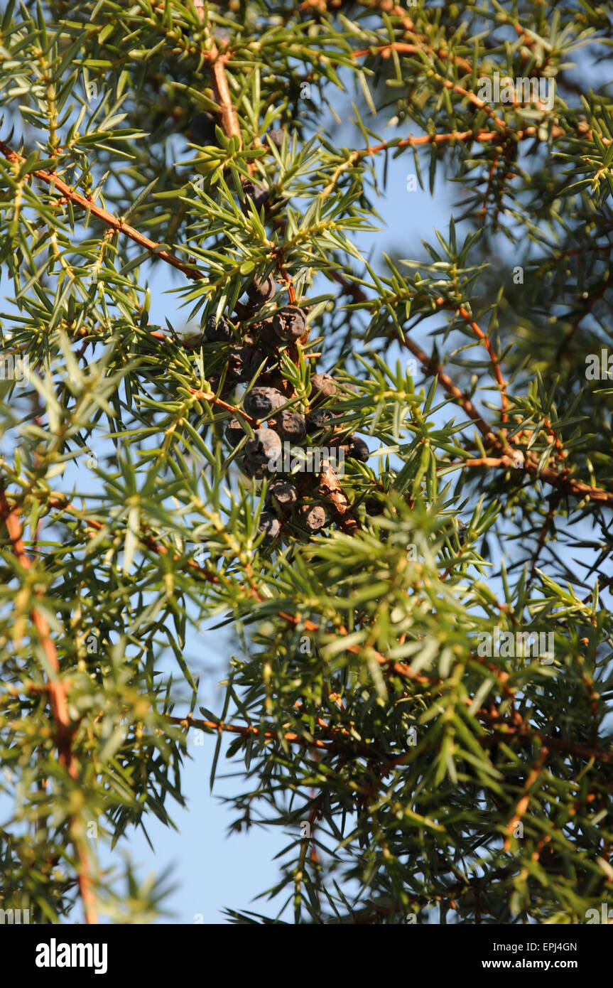 Wacholder tee hi-res stock photography and images - Alamy