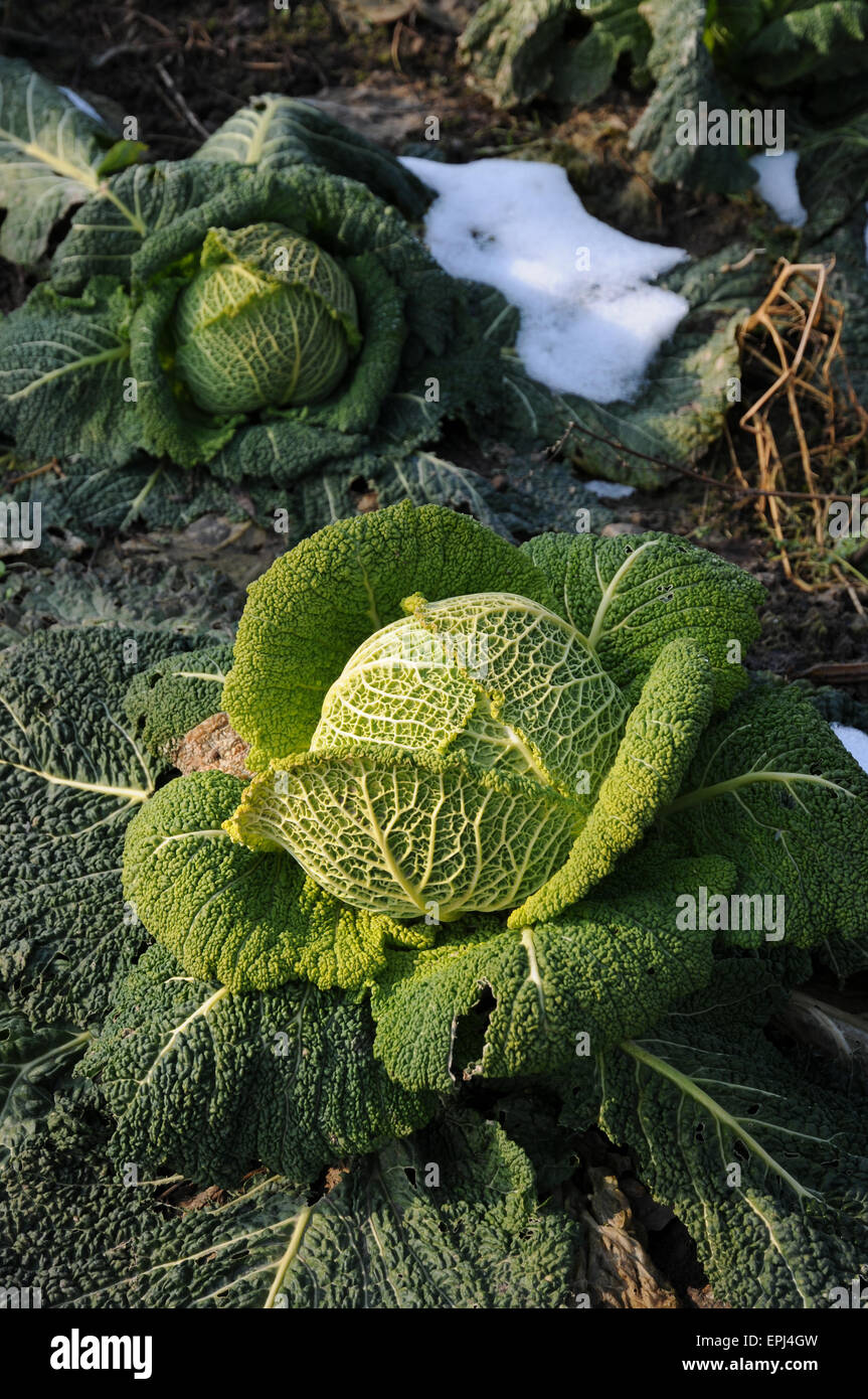 Snow cabbage hi-res stock photography and images - Alamy