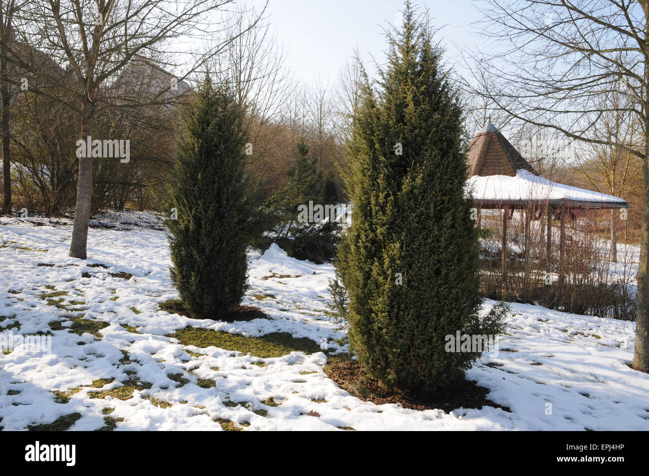 Juniper berries snow hi-res stock photography and images - Alamy