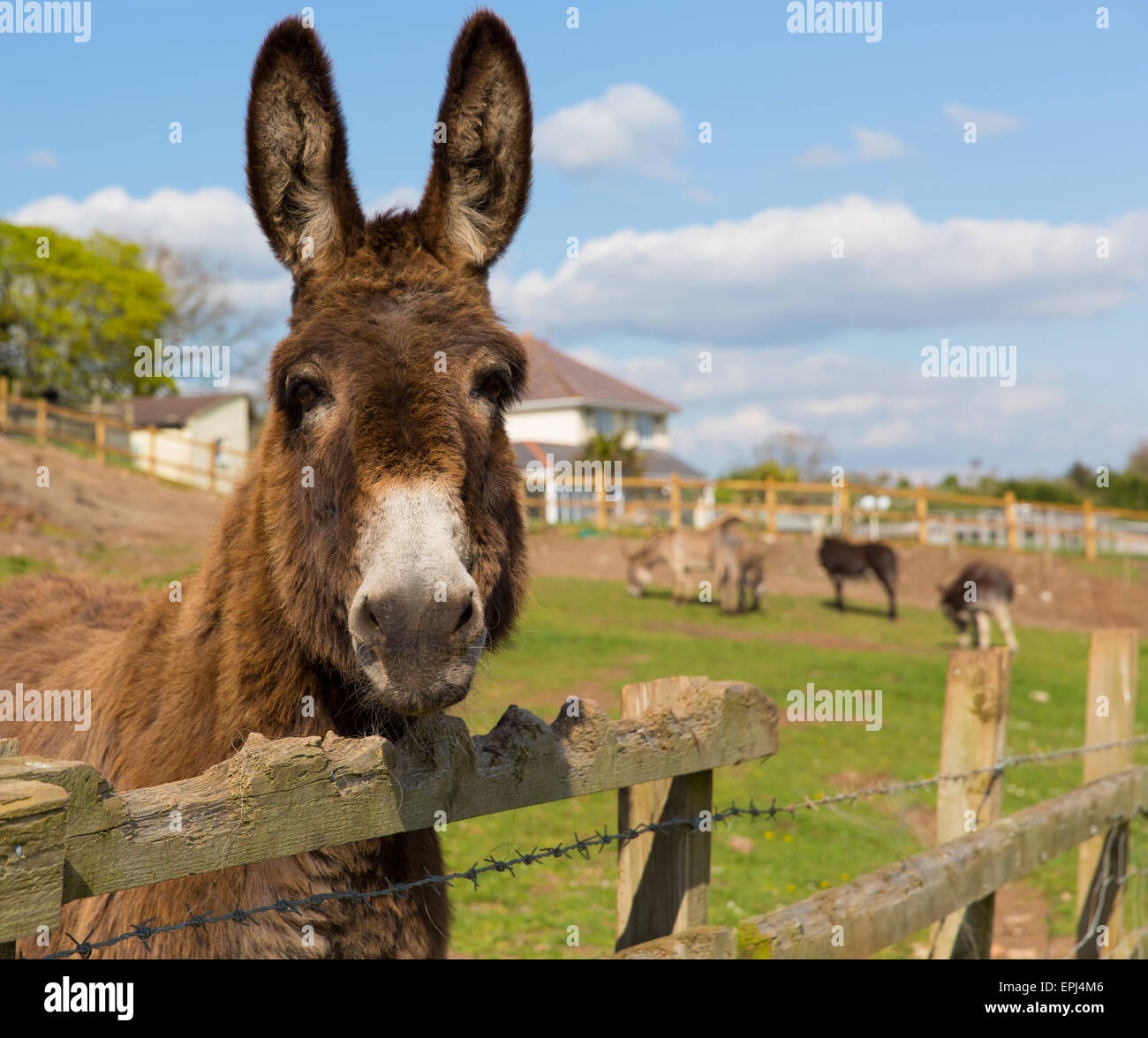 Donkey face in field looking to camera with blue sky Stock Photo - Alamy