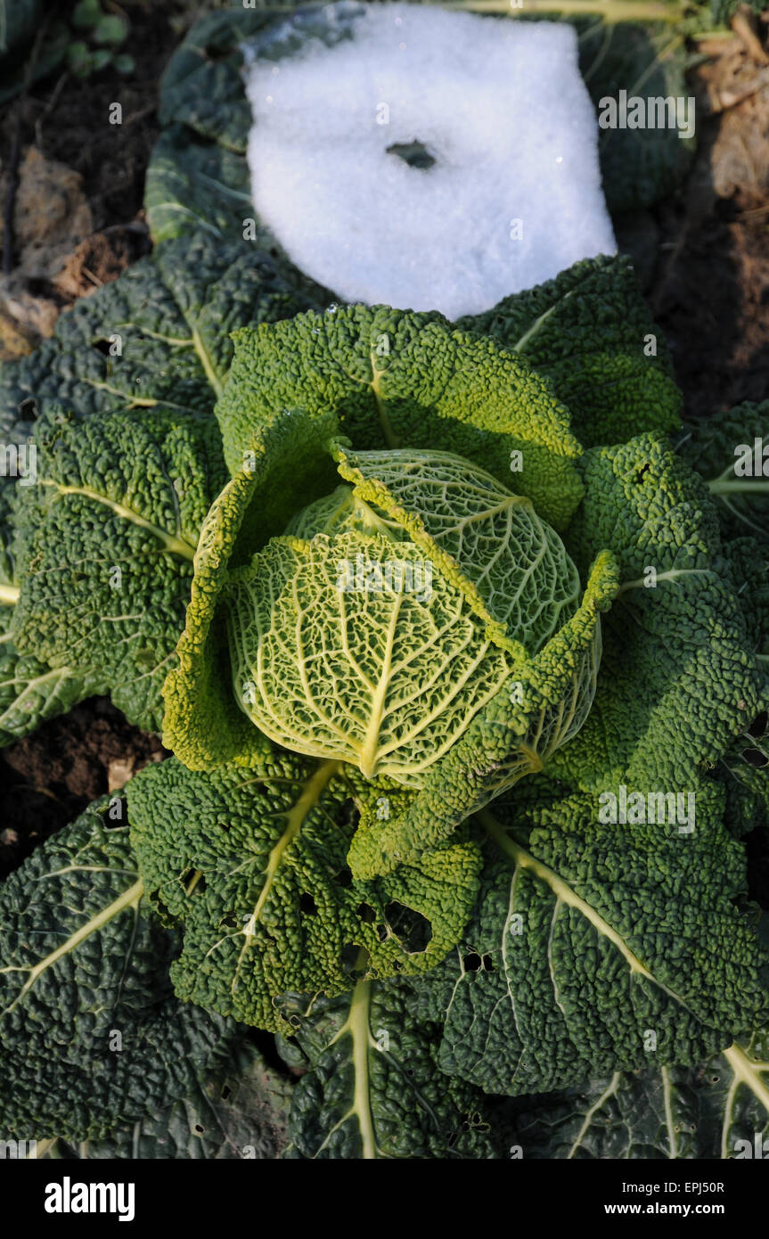 Wirsing cabbage hi-res stock photography and images - Alamy